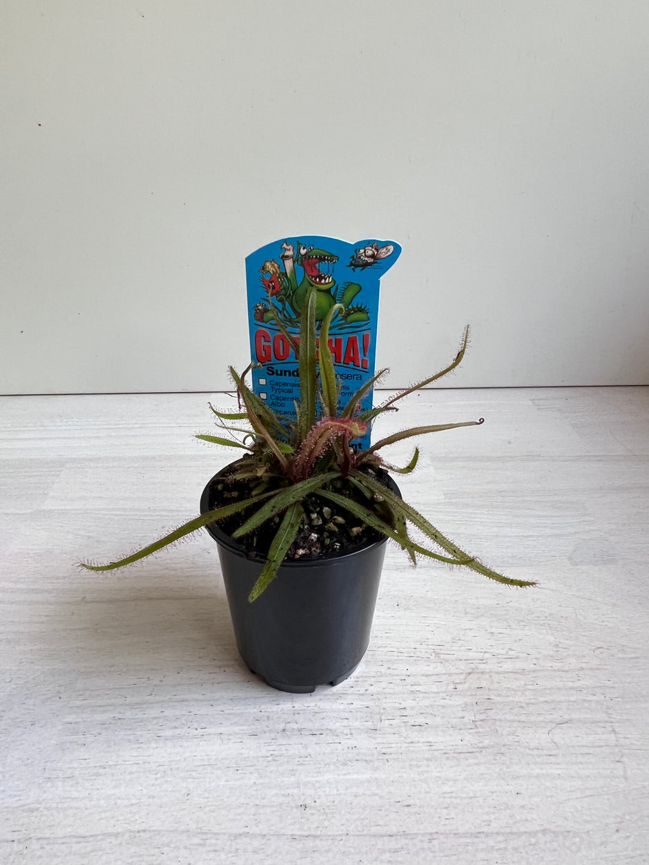 Products – Gotcha Plants