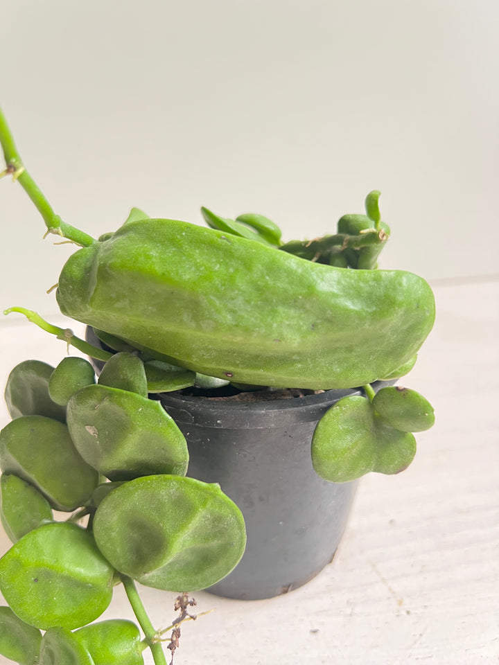 Products – Gotcha Plants