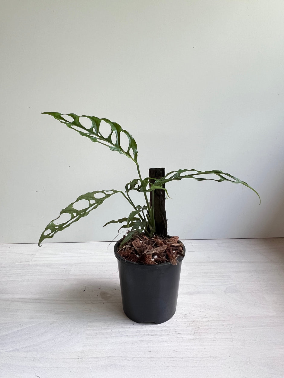 Collectible Plants – Gotcha Plants