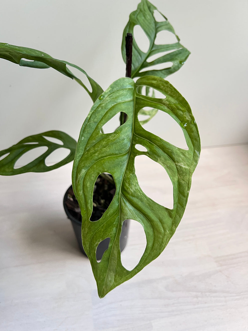 Monstera Adansonii Mint variegated (Indonesian form) – Gotcha Plants