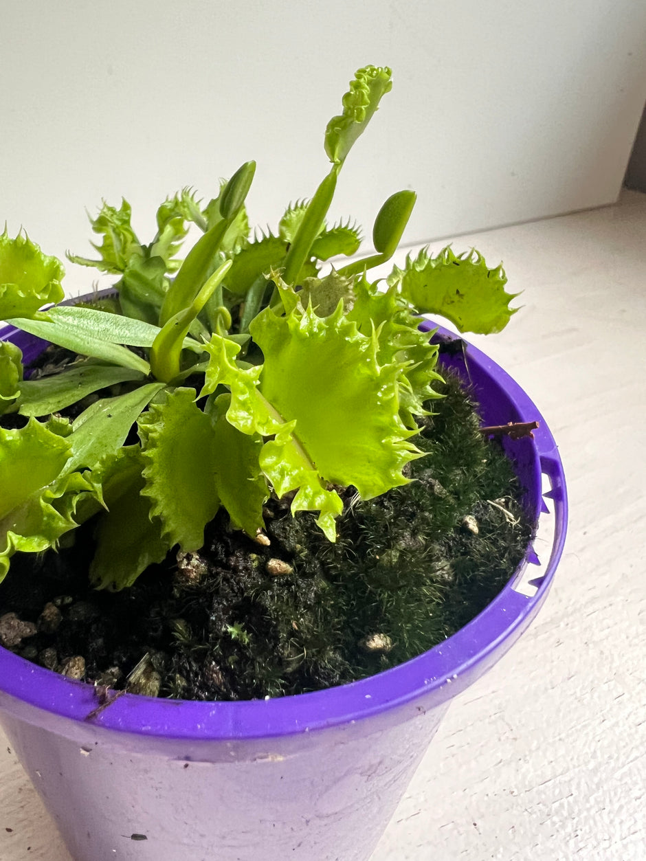 Venus Flytrap – Gotcha Plants